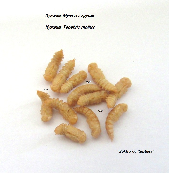 Мучной червь купить / Мучной червь купить Киев / Мучной хрущак купить ...